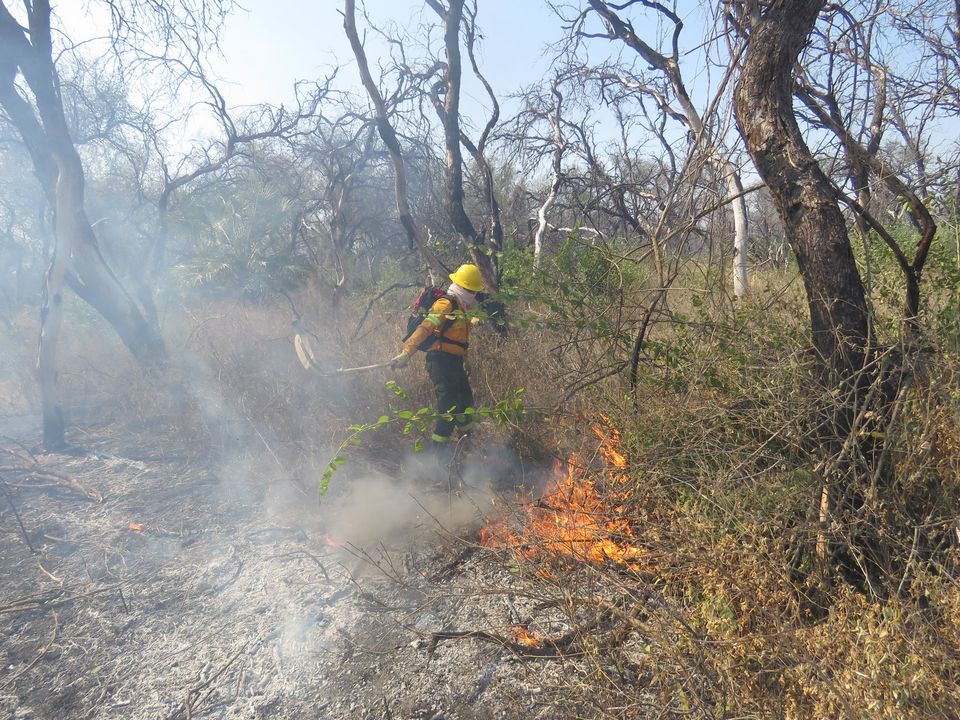 Los incendios ya afectaron a más de 40 mil hectáreas en el Chaco y el ...